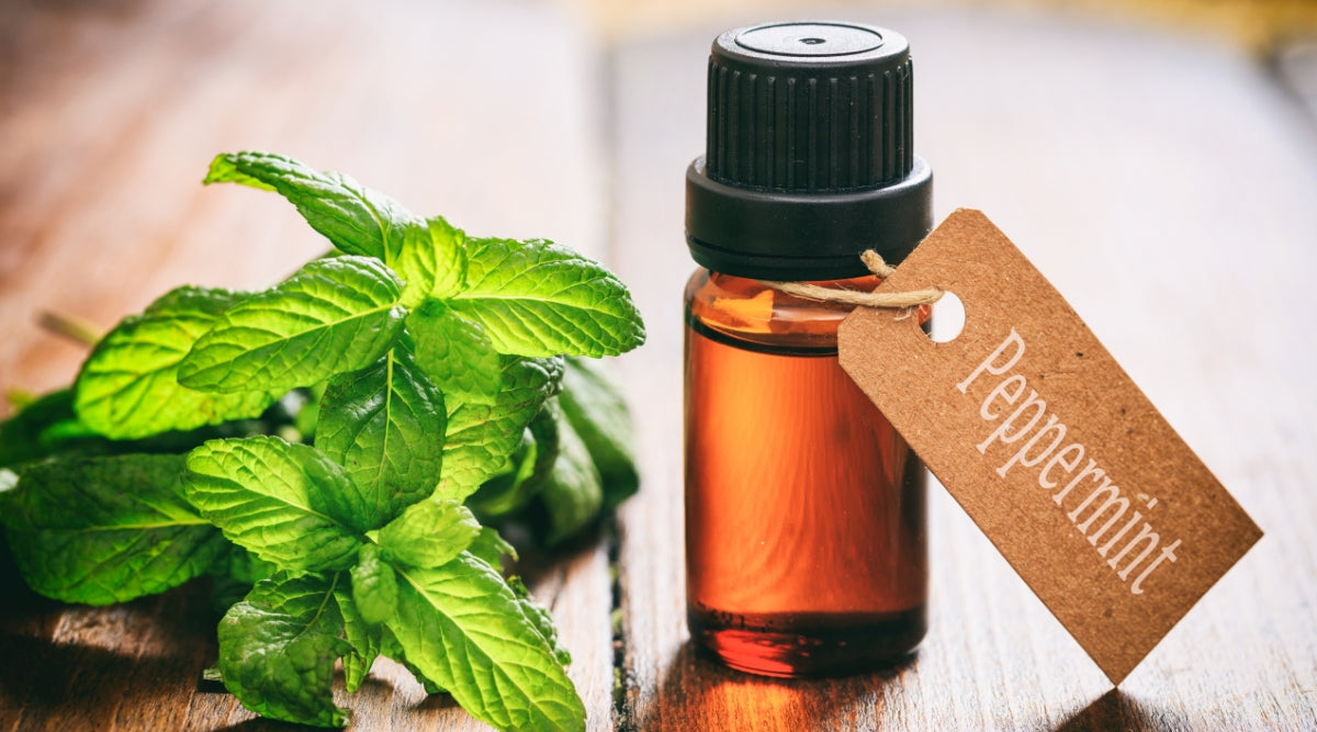 Peppermint Oil's Essential Role in Nourishing Dry Skin – Lombardi Smith